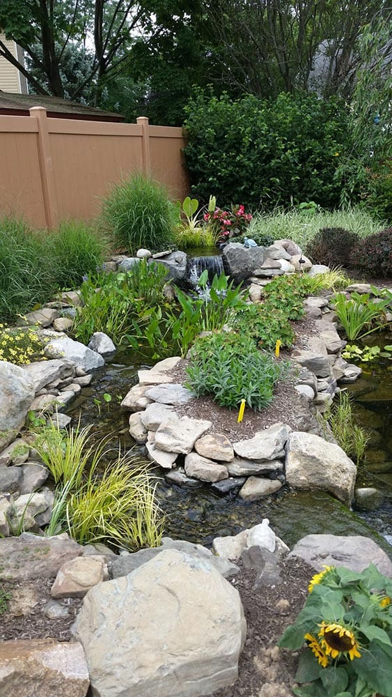 Ponds - AquaReale | Koi Pond Installation & Maintenance