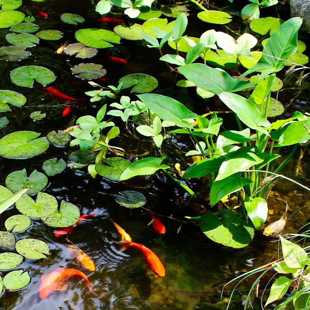 Ponds - AquaReale | Pond Installation & Maintenance