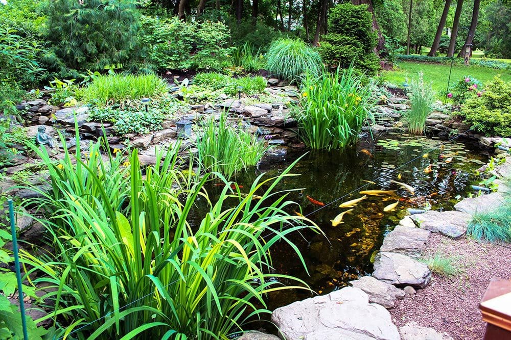 Ponds - AquaReale | Koi Pond Installation & Maintenance