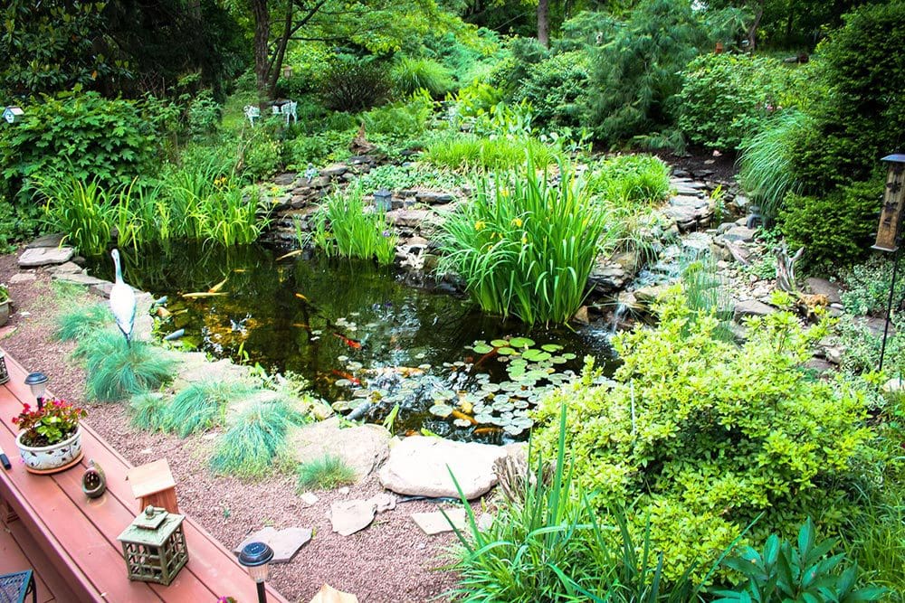 Ponds - AquaReale | Koi Pond Installation & Maintenance