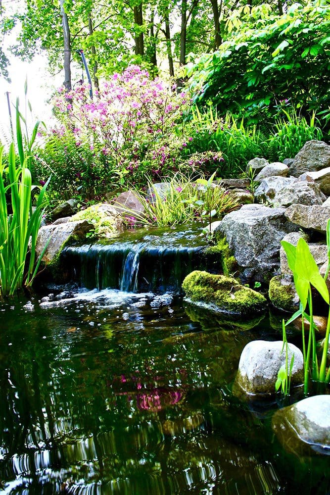 Ponds - AquaReale | Koi Pond Installation & Maintenance