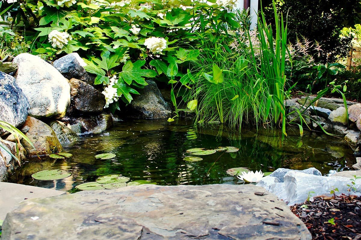 Ponds - AquaReale | Koi Pond Installation & Maintenance