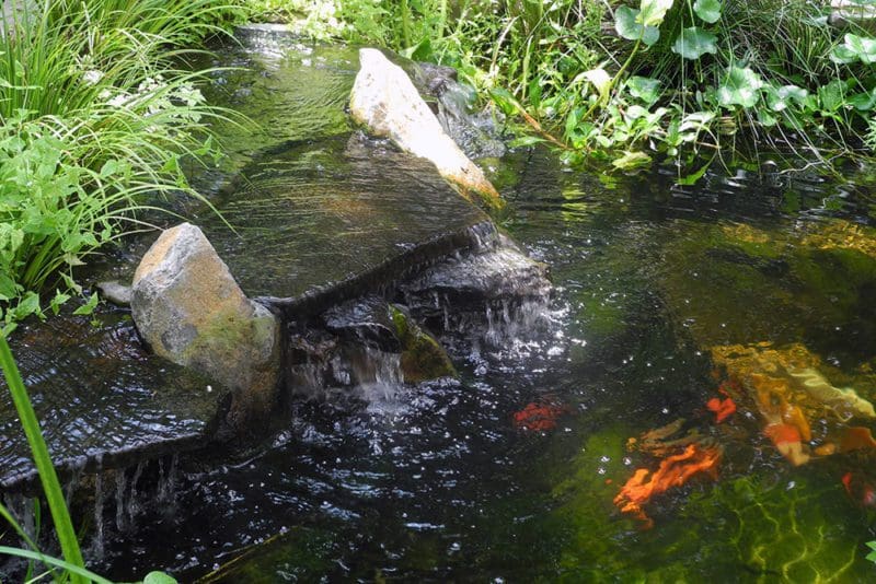 Your Guide to Fixing Common Koi Pond Problems | AquaReale