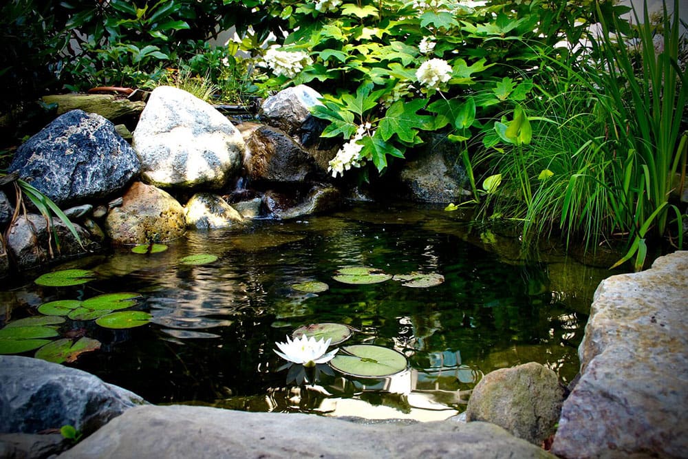 Create a Relaxing Oasis with Montgomery County Pond